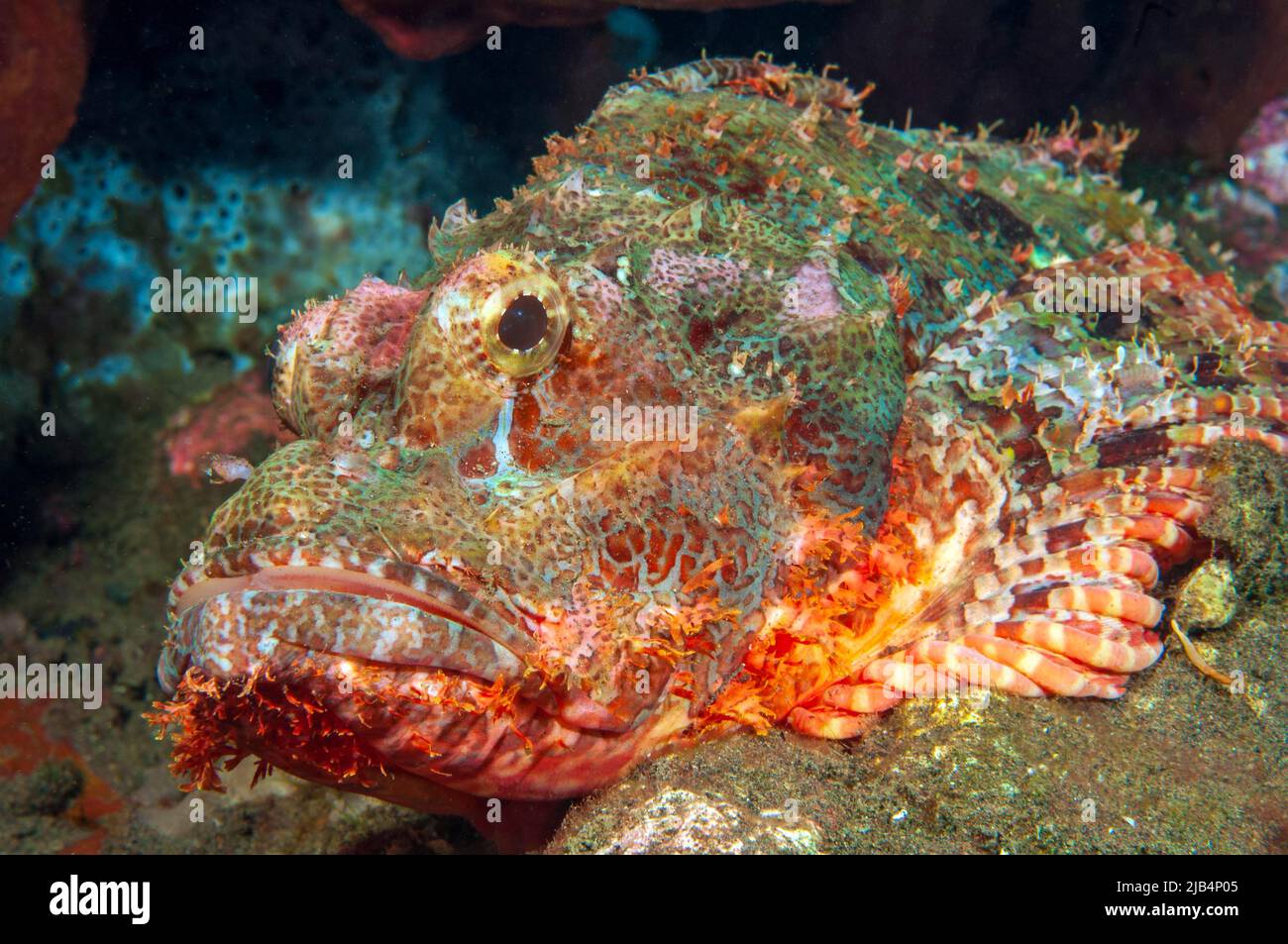 Tassled scorpionfish (Scorpaenopsis oxycephala) lurking at the bottom ...