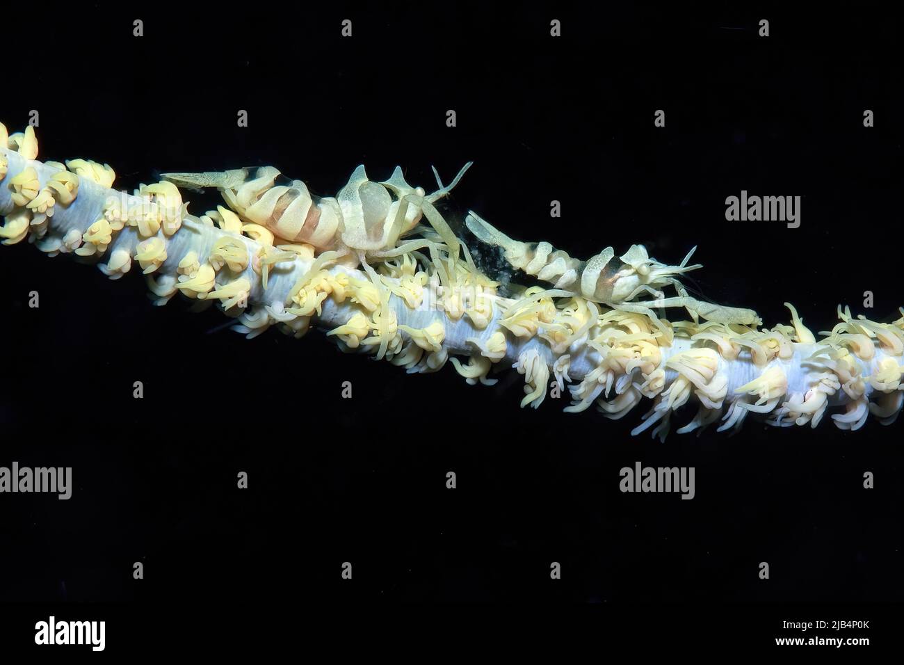 Zanzibar whip coral hi-res stock photography and images - Alamy