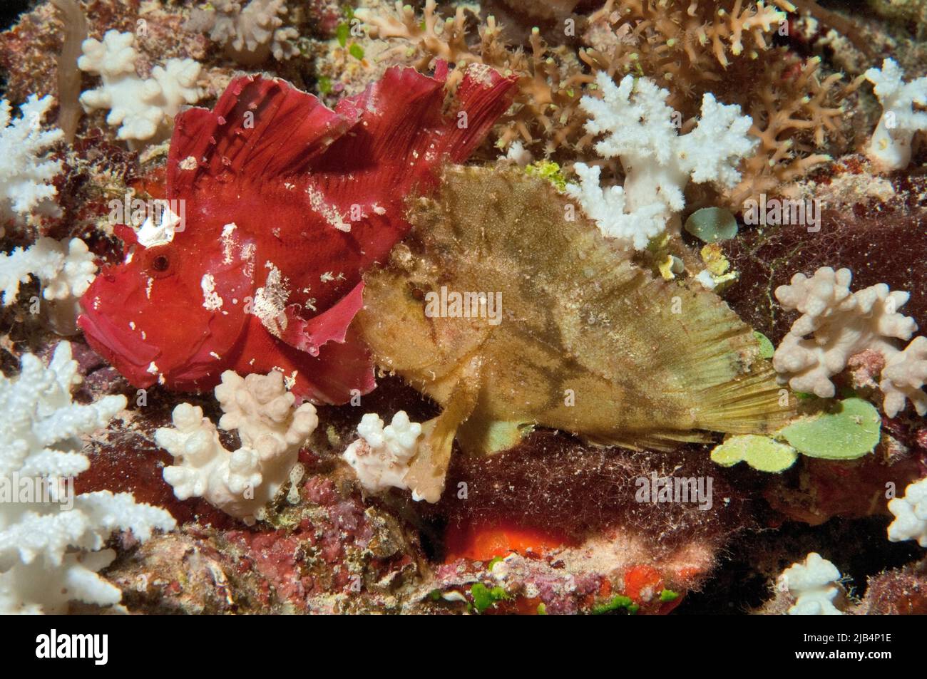 Yellow and red leaf scorpionfish (Taenianotus triacanthus) sitting side ...