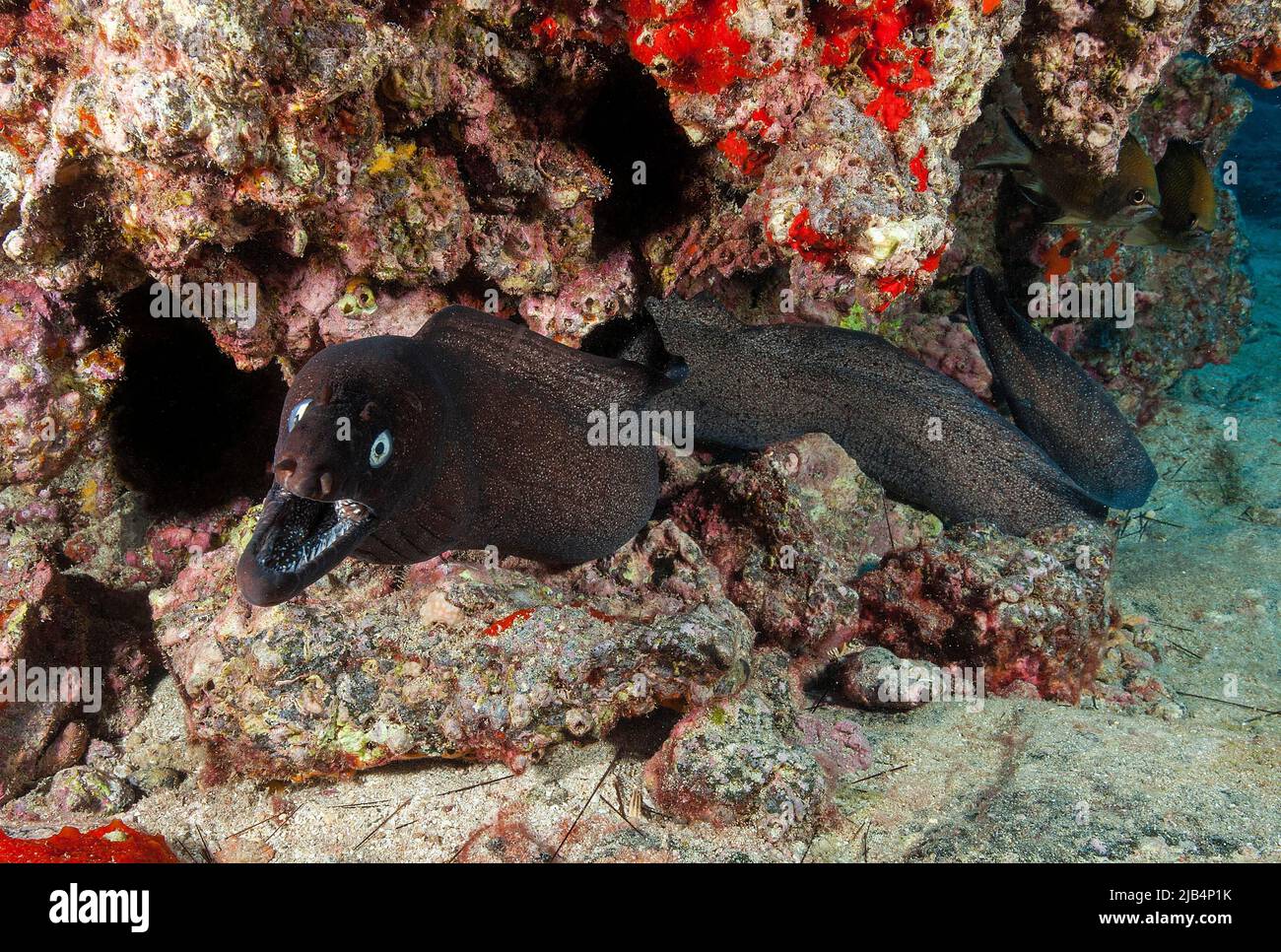 Attacking black moray eel (Muraena augusti) tears at maula showing ...