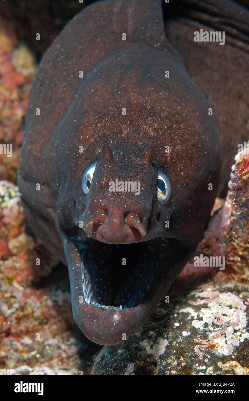 Close-up of head of black moray eel (Muraena augusti), Prince August ...