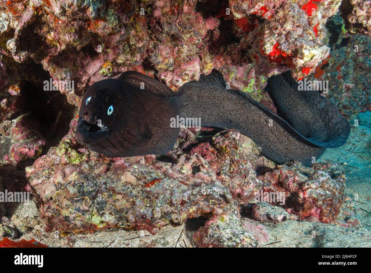 Free-swimming black moray eel (Muraena augusti), Prince August moray ...