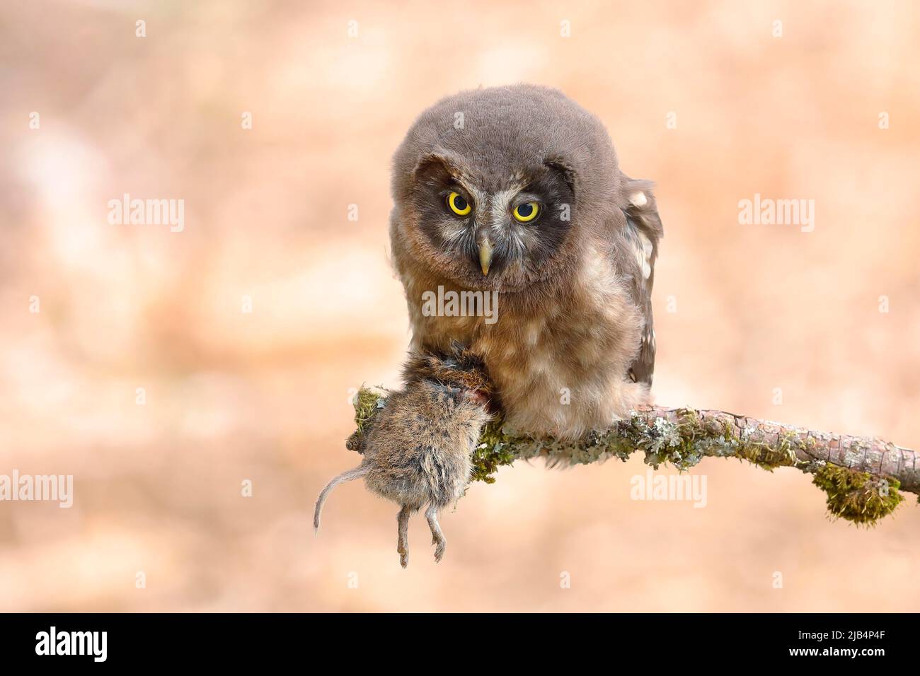 Tengmalm's Owl (Aegolius funereus), juvenile, with a preyed ground ...