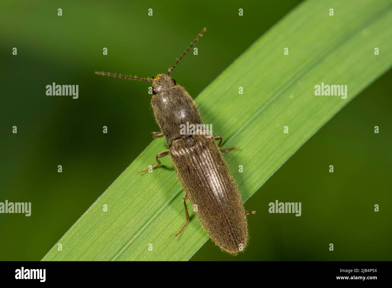 Click beetle (Synaptus filiformis) on a blade of grass, Baden ...