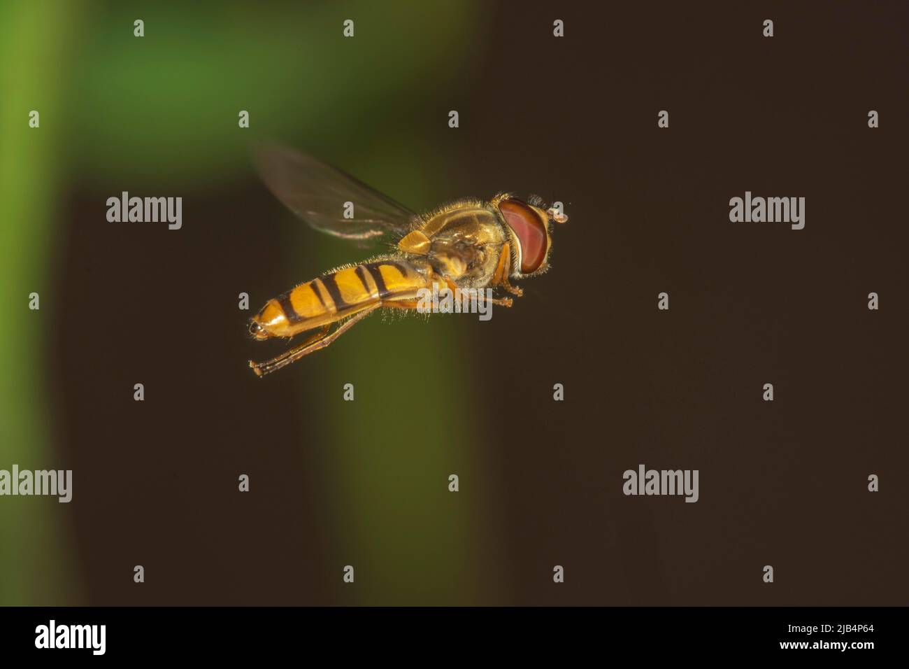 Grove hoverfly hi-res stock photography and images - Alamy