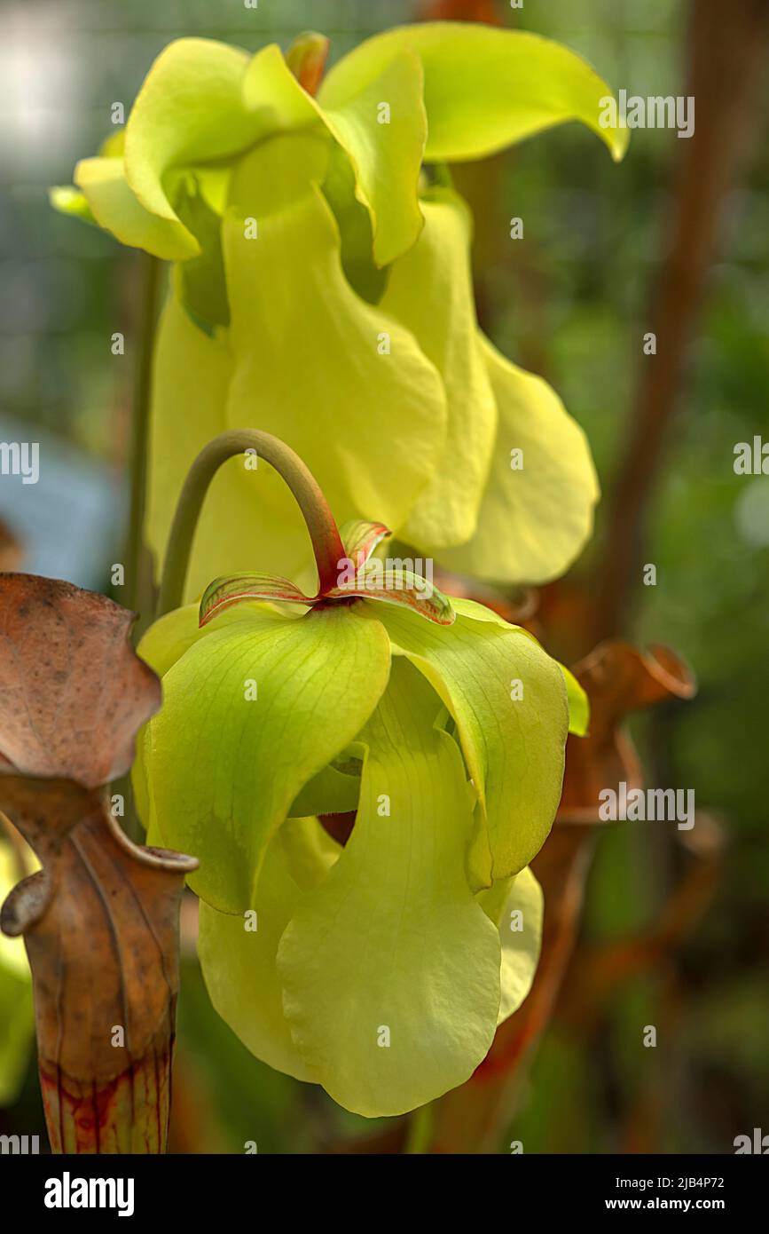 Yellow tube flowers hi-res stock photography and images - Alamy