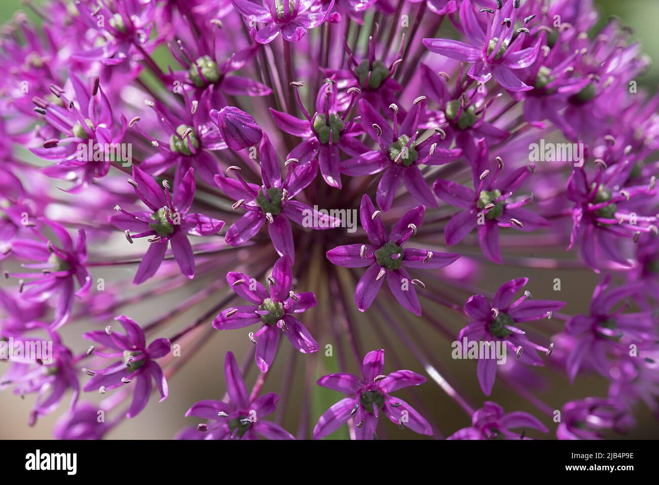 Flower of an (Allium), close up, Bavaria, Germany Stock Photo - Alamy