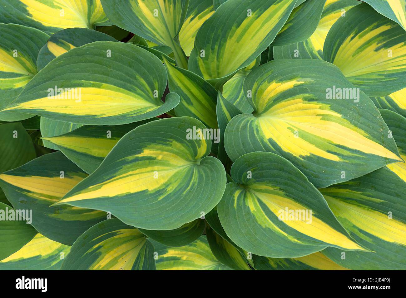 Hosta gardens hi-res stock photography and images - Alamy