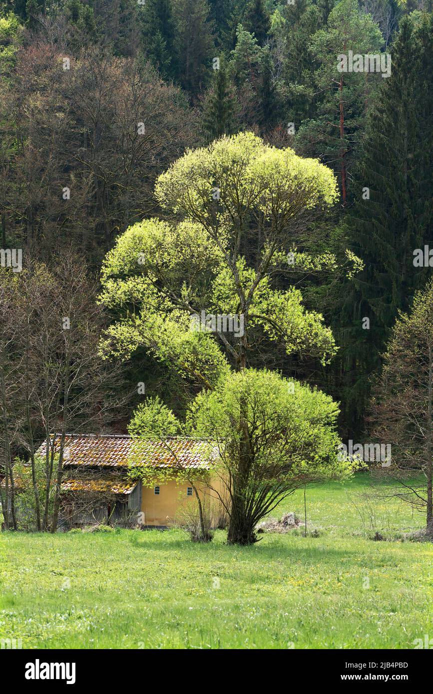 Willow tree (Salix) in spring, Aufsesstal, Upper Franconia, Bavaria ...