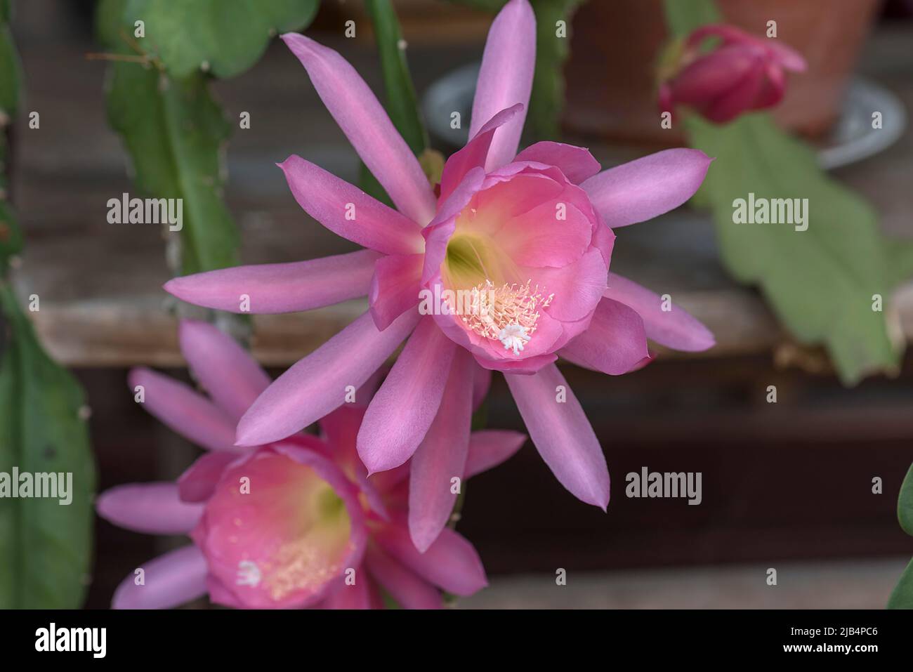 Flowers of a nopalxochitl (Disocactus phyllanthoides), Bavaria, Germany ...