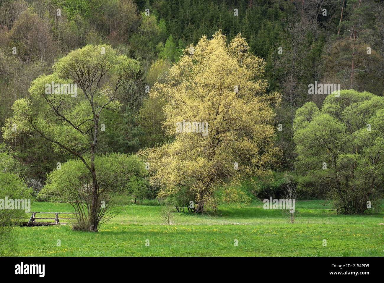 Willow trees (Salix) in spring, Aufsesstal, Upper Franconia, Bavaria ...