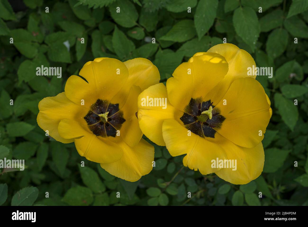 Yellow tulip flowers (Tulipan), Bavaria, Germany Stock Photo - Alamy