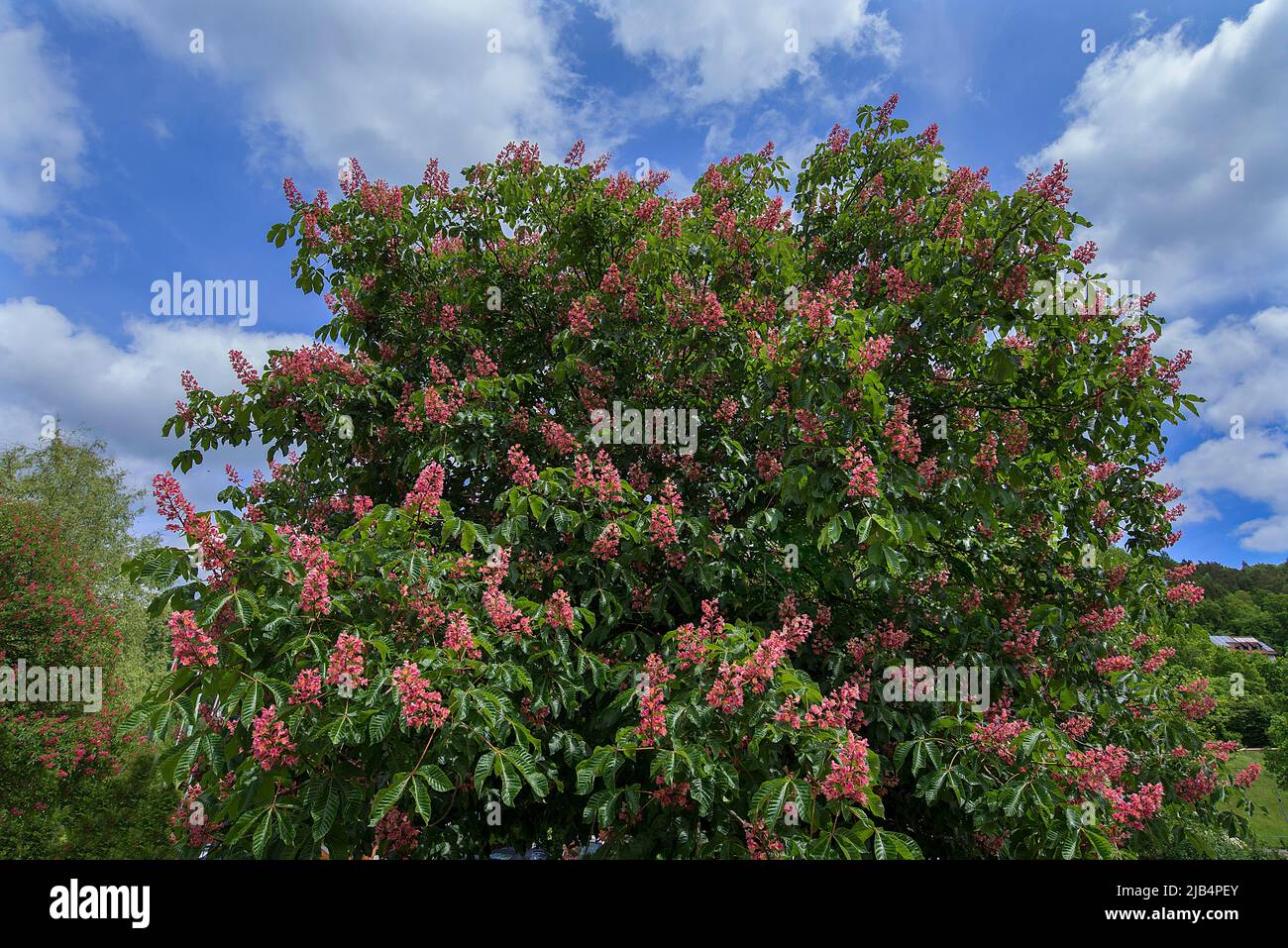 Red horse chestnut (Aesculus rubicunda), Bavaria, Germany Stock Photo ...