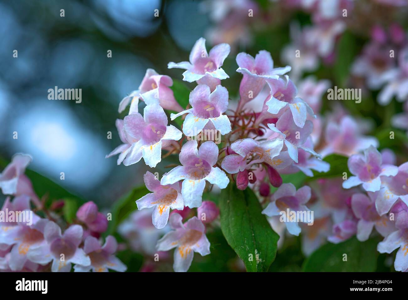 Flowers of a Weigela (Weigela), Bavaria, Germany Stock Photo - Alamy