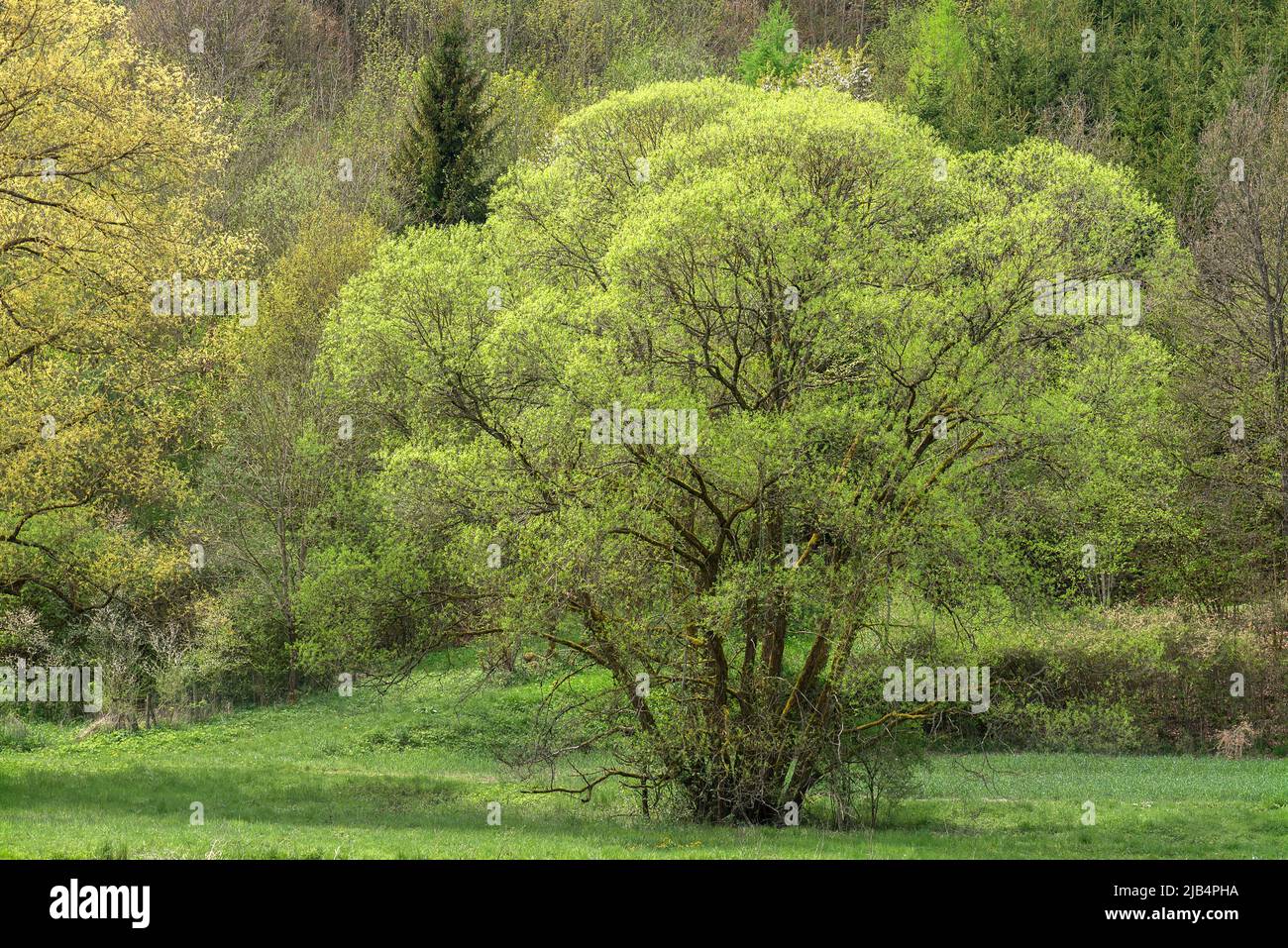 Willow tree (Salix) in spring, Aufsesstal, Upper Franconia, Bavaria ...