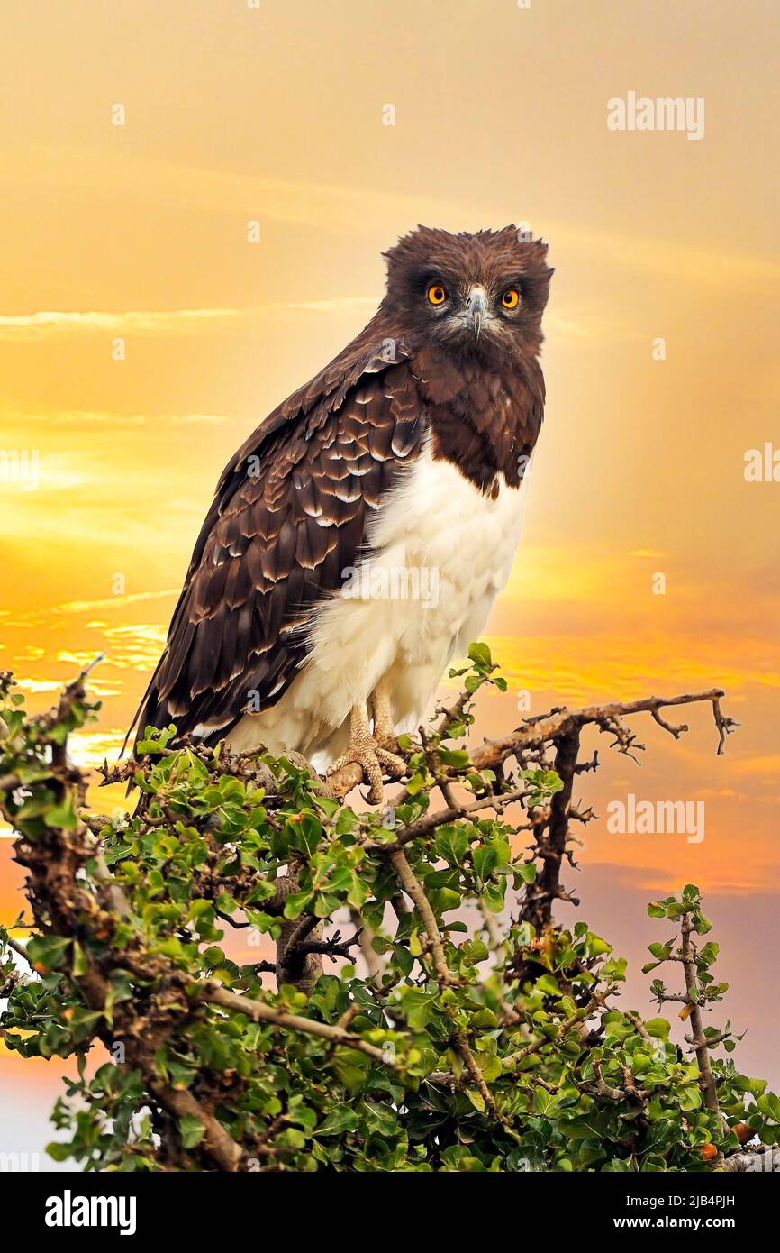 Martial Eagle (Polemaetus bellicosus), in the evening light, Masai Mara ...