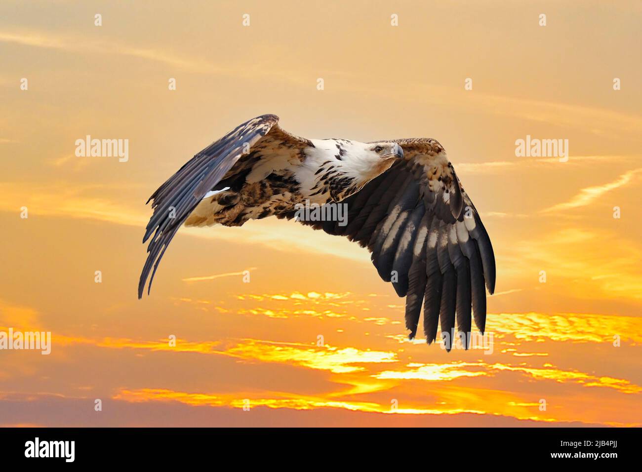 African fish eagle (Pandion haliaetus), in flight at sunset, Masai Mara ...