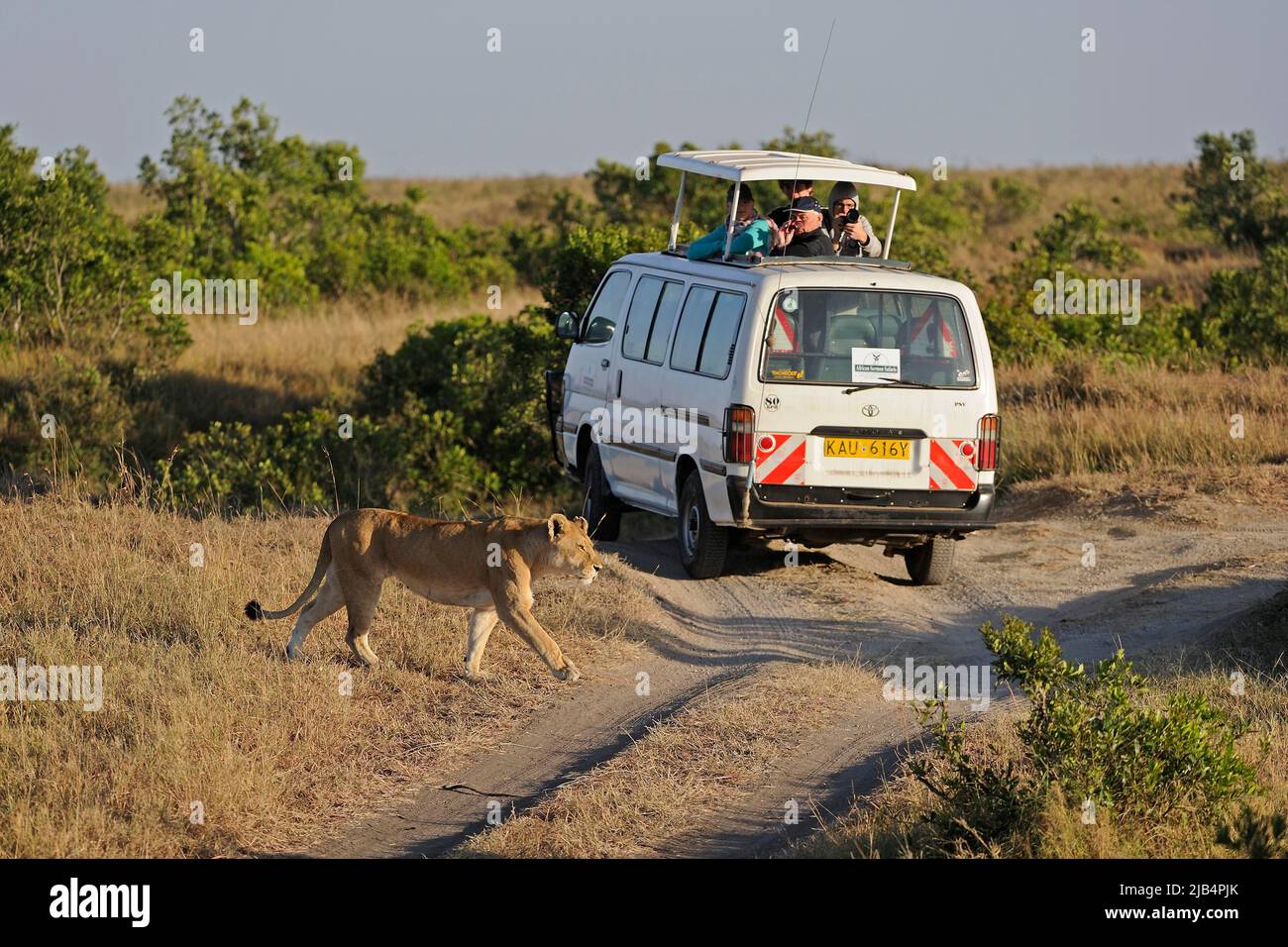 Lion (Panthera leo), female, safari vehicle in the background, Masai ...