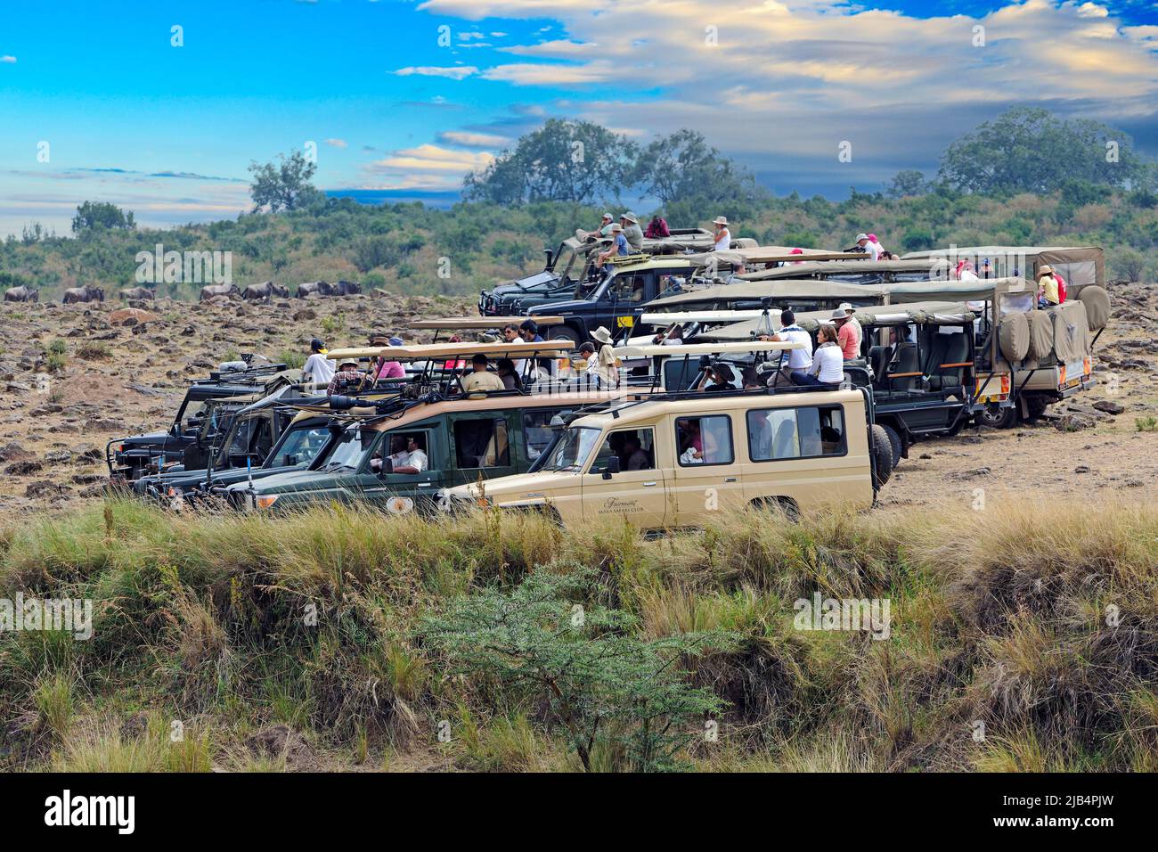Safari cars on the Mara River with tourists waiting for gnu migration ...