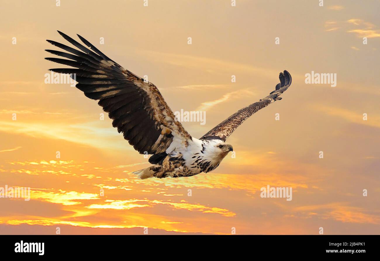 African fish eagle (Pandion haliaetus), in flight at sunset, Masai Mara ...