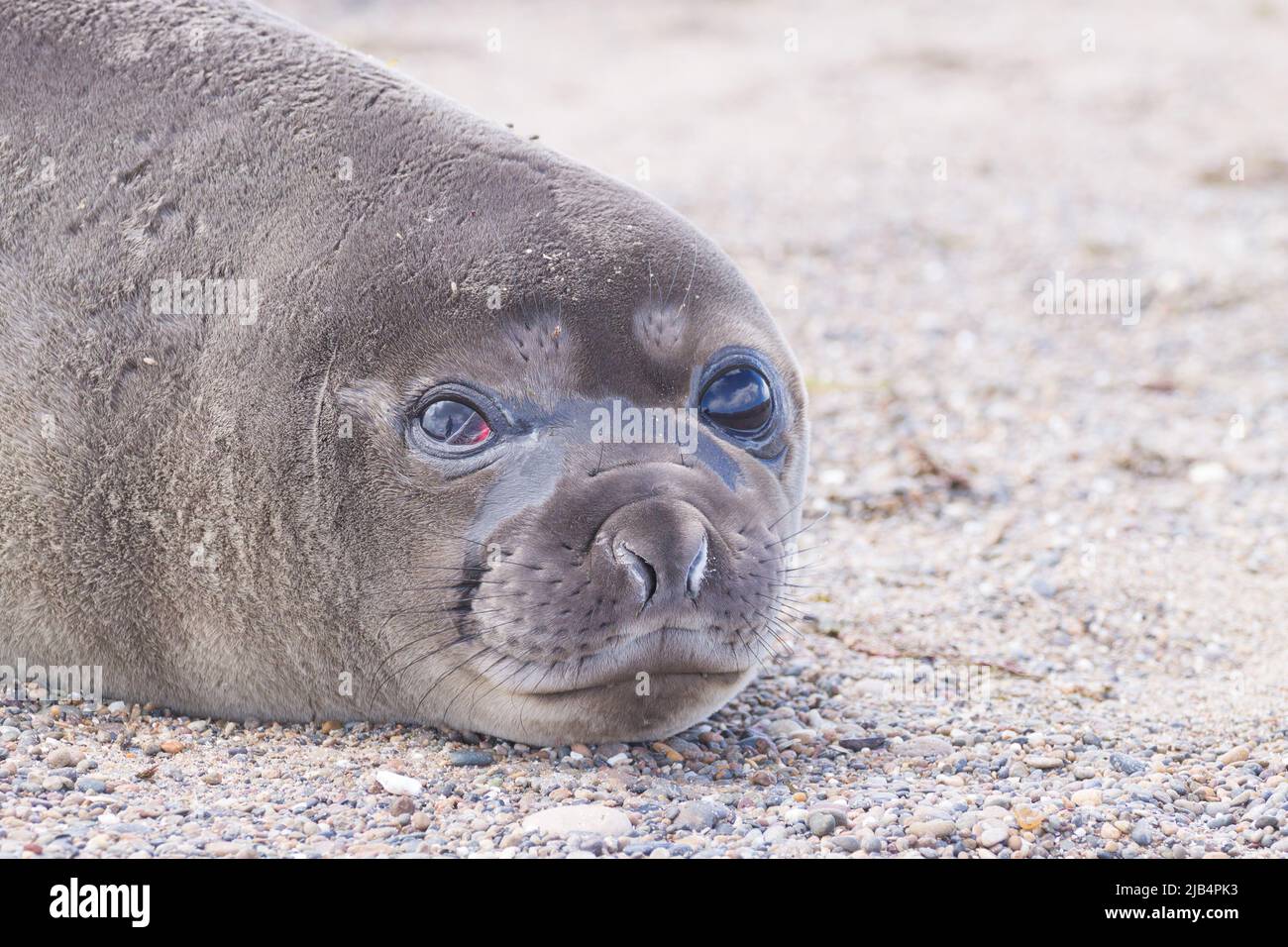 Elephant seal on beach close up, Patagonia, Argentina. Isla Escondida ...