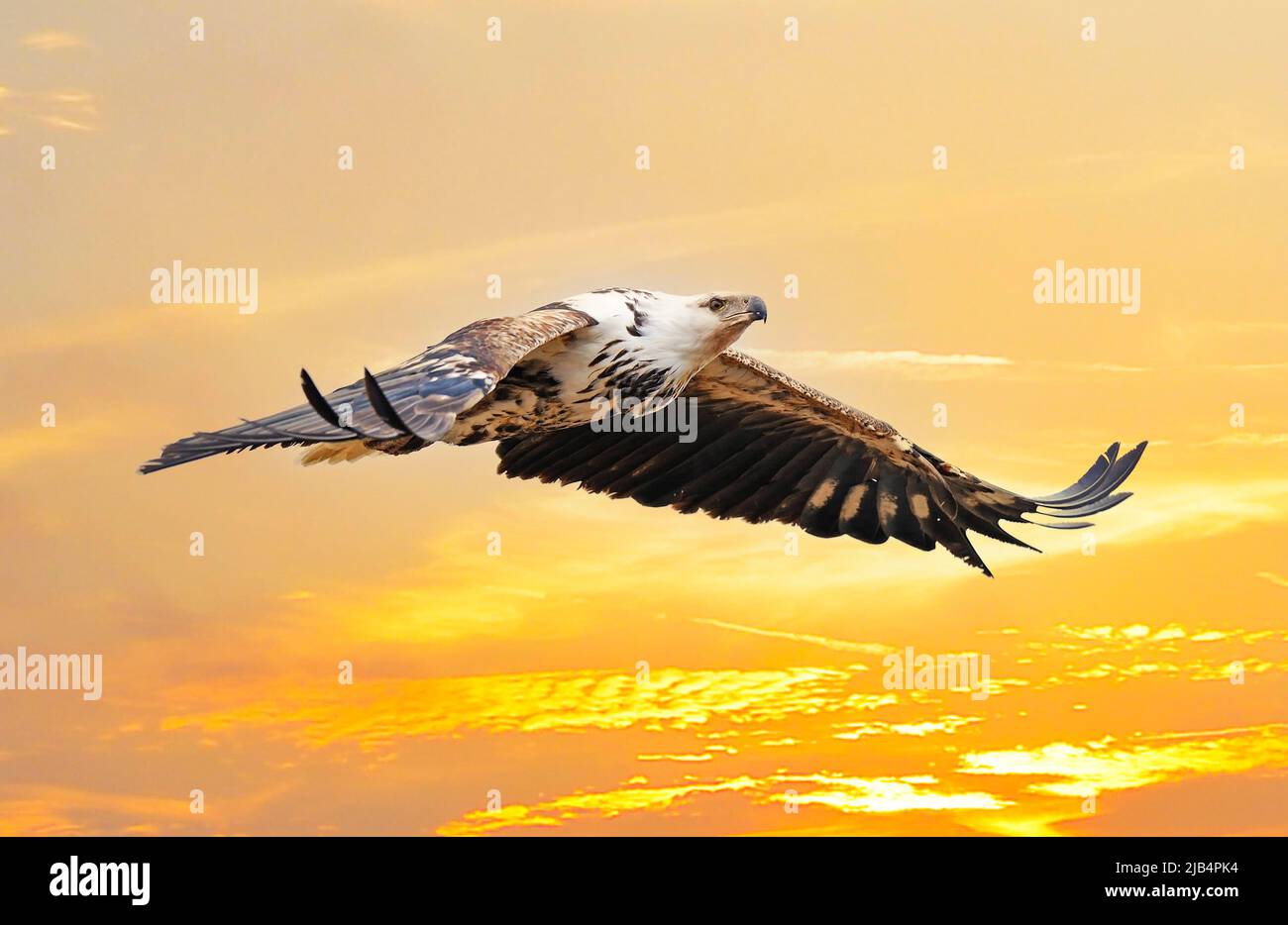 African fish eagle (Pandion haliaetus), in flight at sunset, Masai Mara ...
