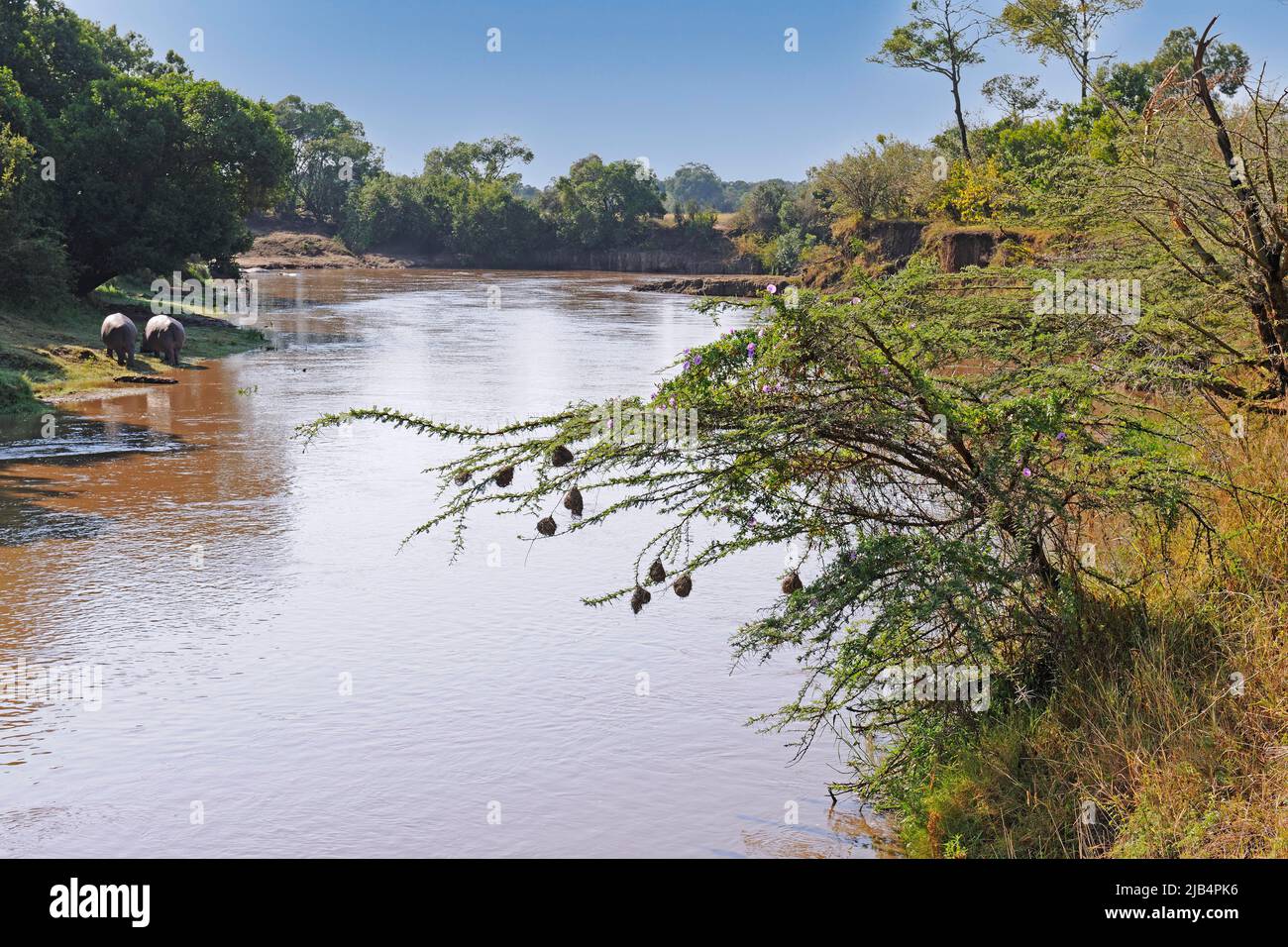 Kenya kenyan river hi-res stock photography and images - Alamy