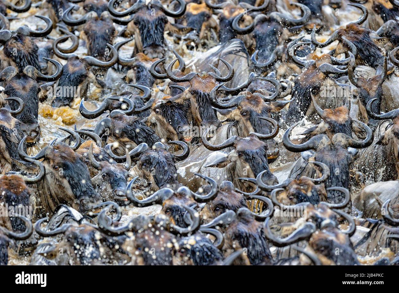 Wildebeest, blue wildebeest (Connochaetes taurinus), white bearded ...