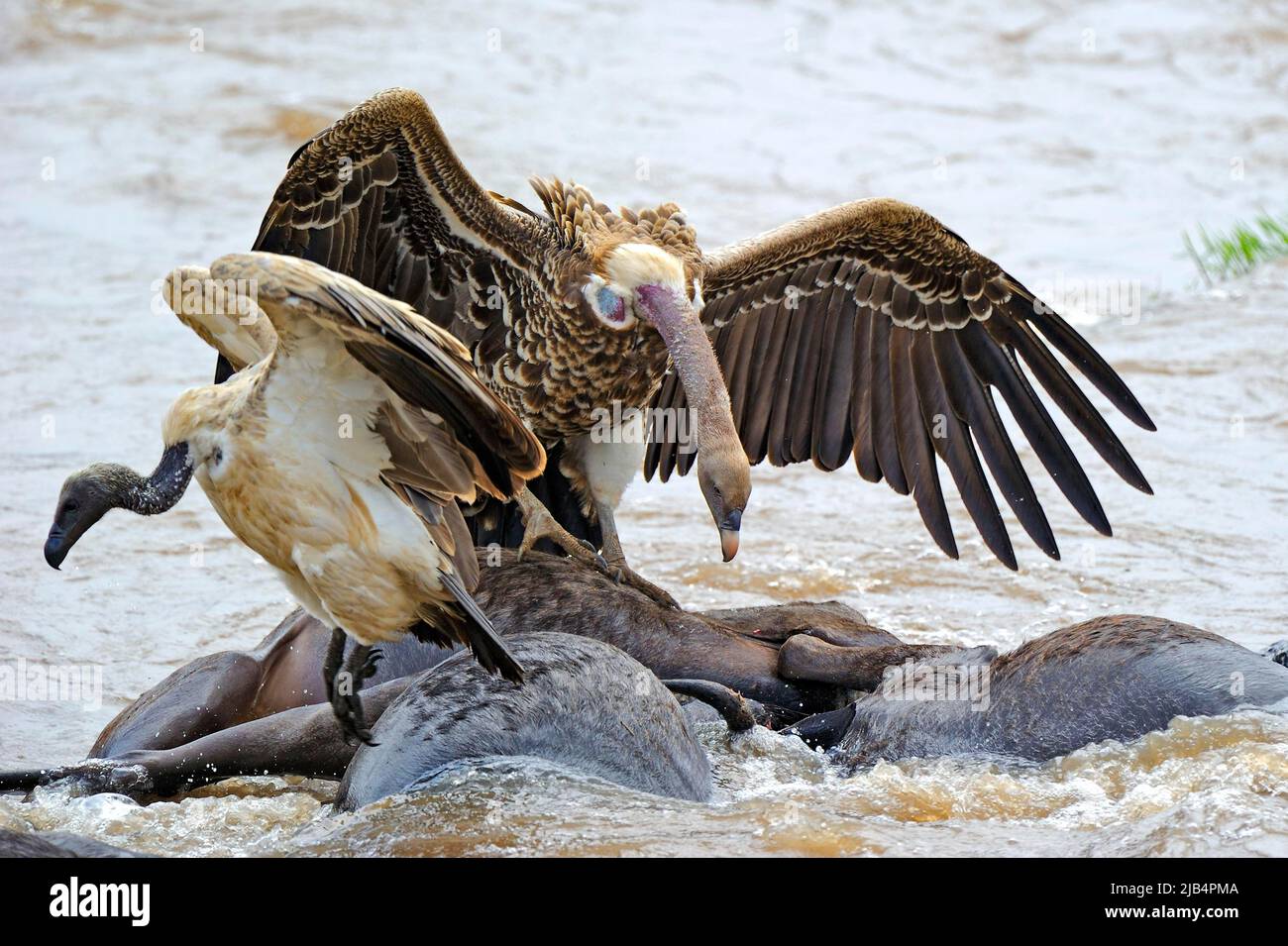 Rueppell's vulture (Gyps rueppellii) feeding on dead blue wildebeests ...