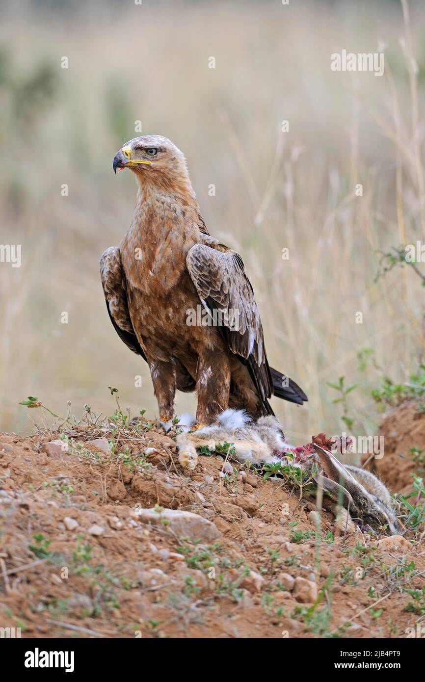 Raptor eagle or tawny eagle (Aquila rapax), adult bird with beaten ...