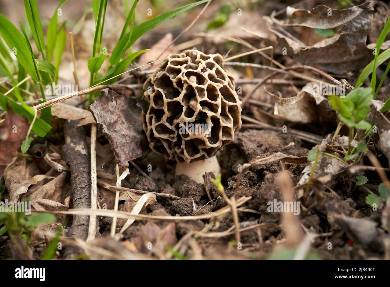 Grey edible morel (Morchella vulgaris Stock Photo - Alamy