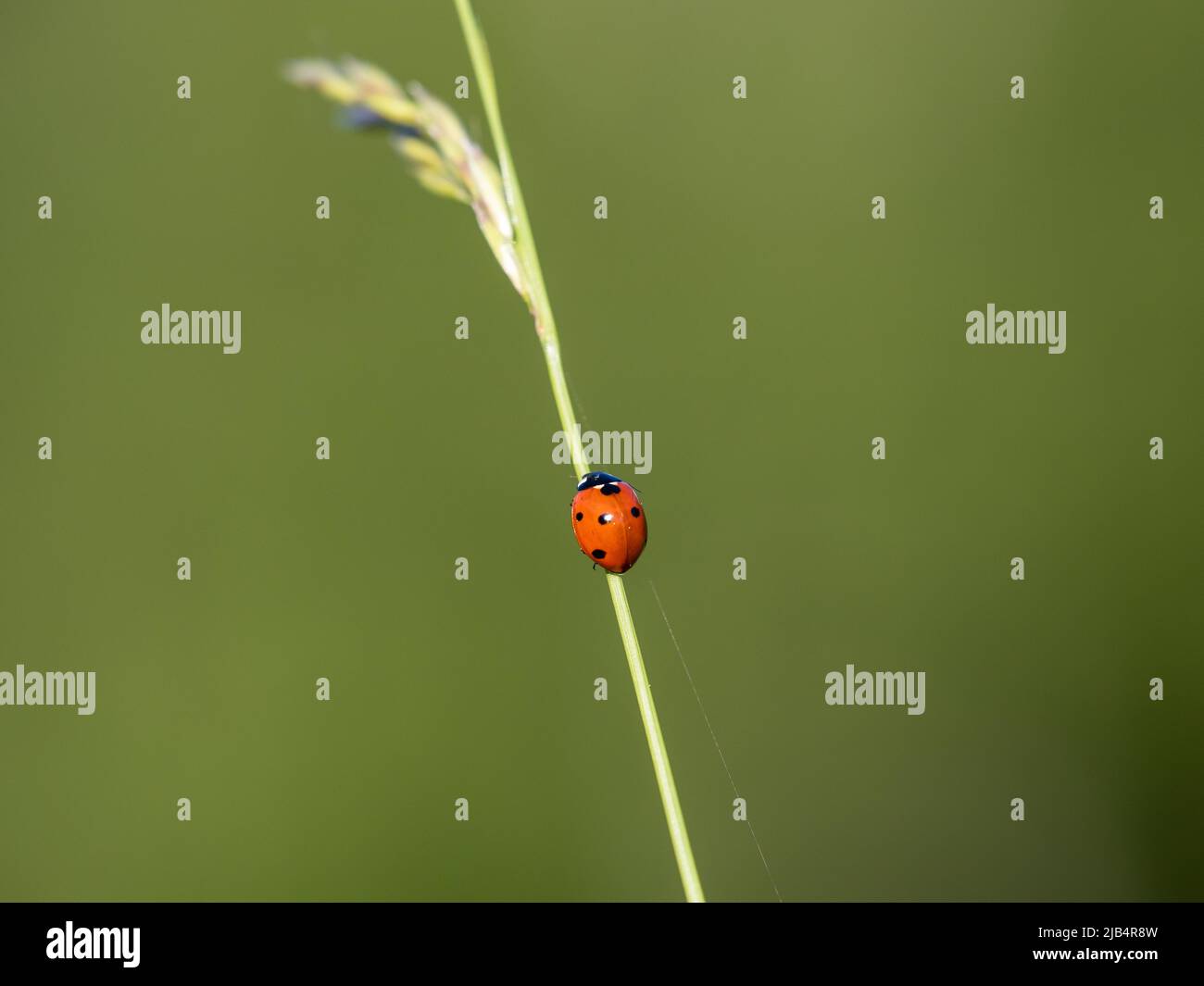 Ladybird (Coccinellidae) climbing on a blade of grass, Leoben, Styria ...