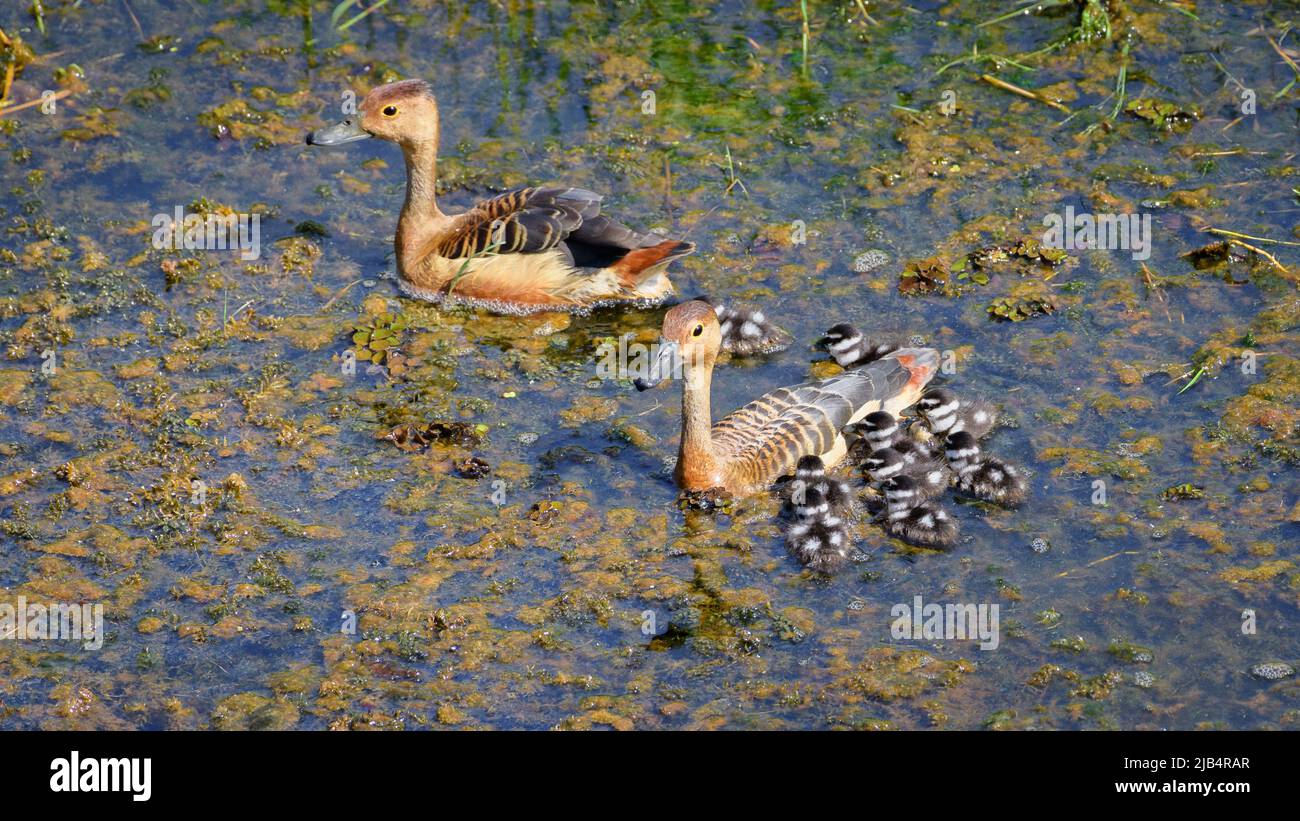 Lesser whistling duck parents and nine cute ducklings swim through ...