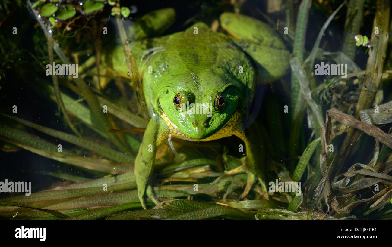 Green pond frog (Euphlyctis Hexadactylus) overhead close-up shot Stock ...