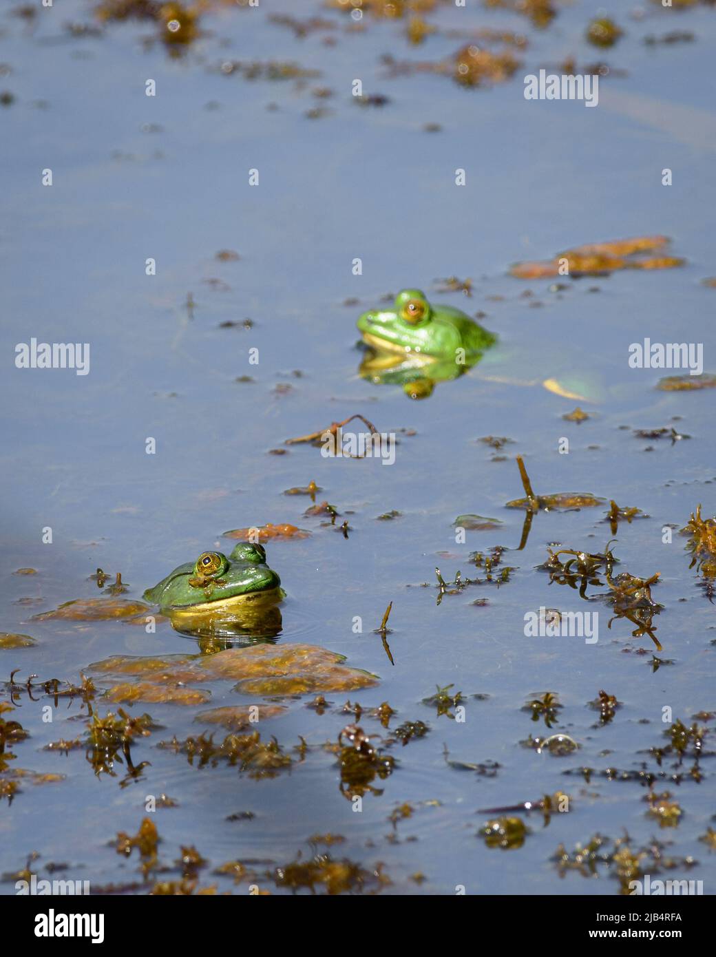Mating marsh frogs hi-res stock photography and images - Alamy