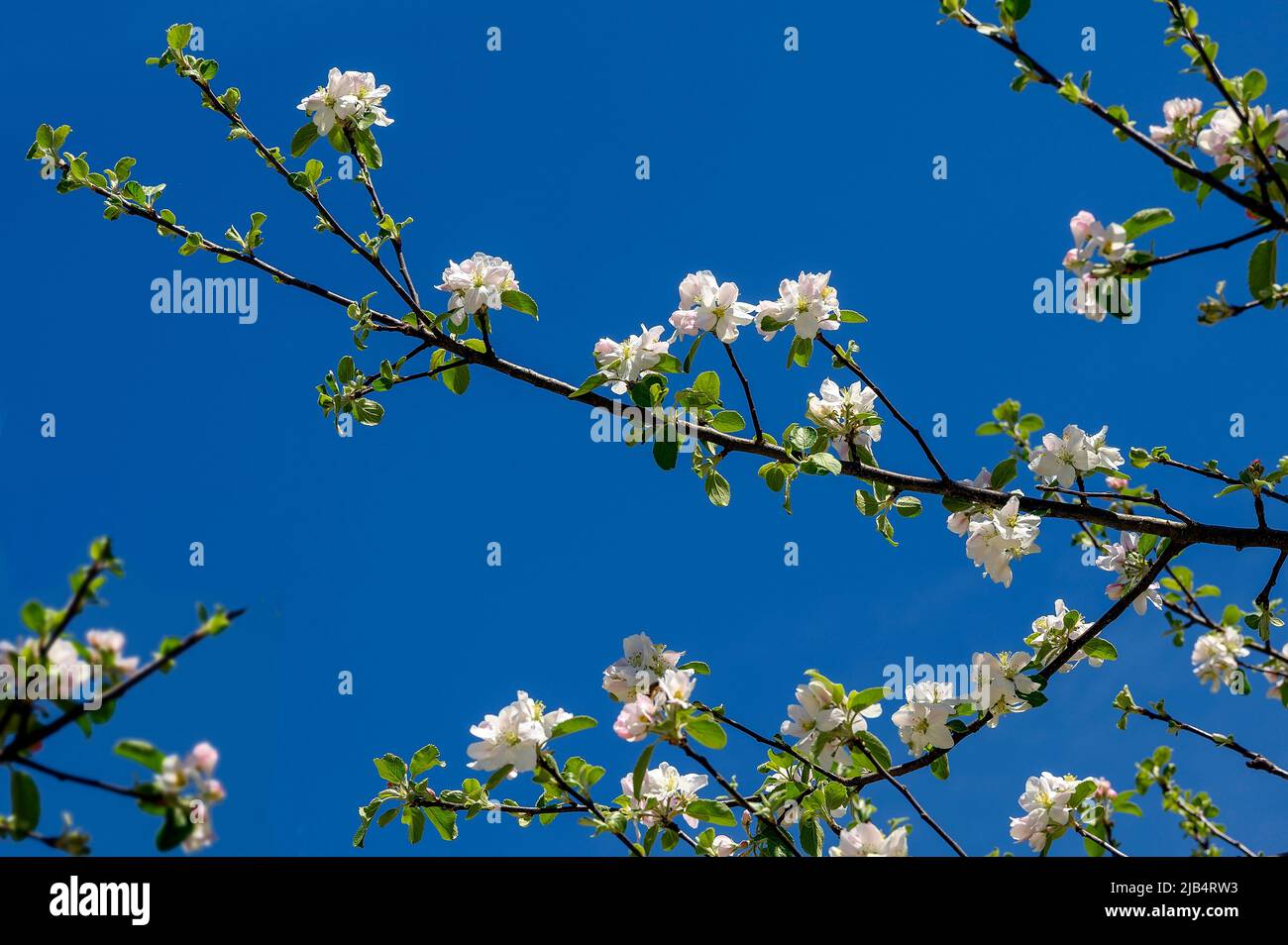 Branches of an apple tree (Malus) with blossoms, Oberstaufen, Allgaeu ...