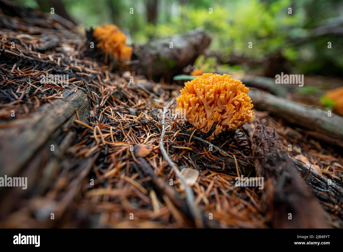 Golden yellow coral (Ramaria aurea), fungus on forest floor, Canada ...