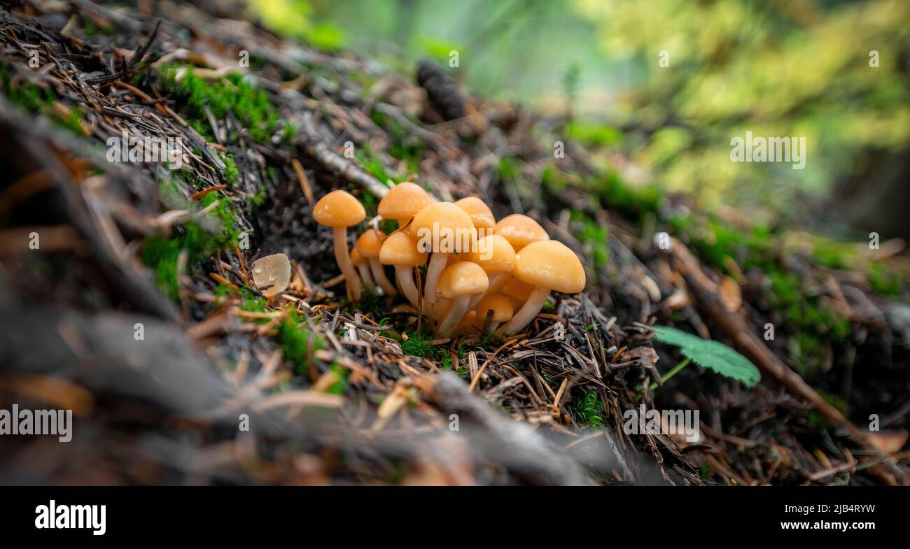 Grey-leaved or Smoke-leaved conifer tuft (Hypholoma capnoides), group ...