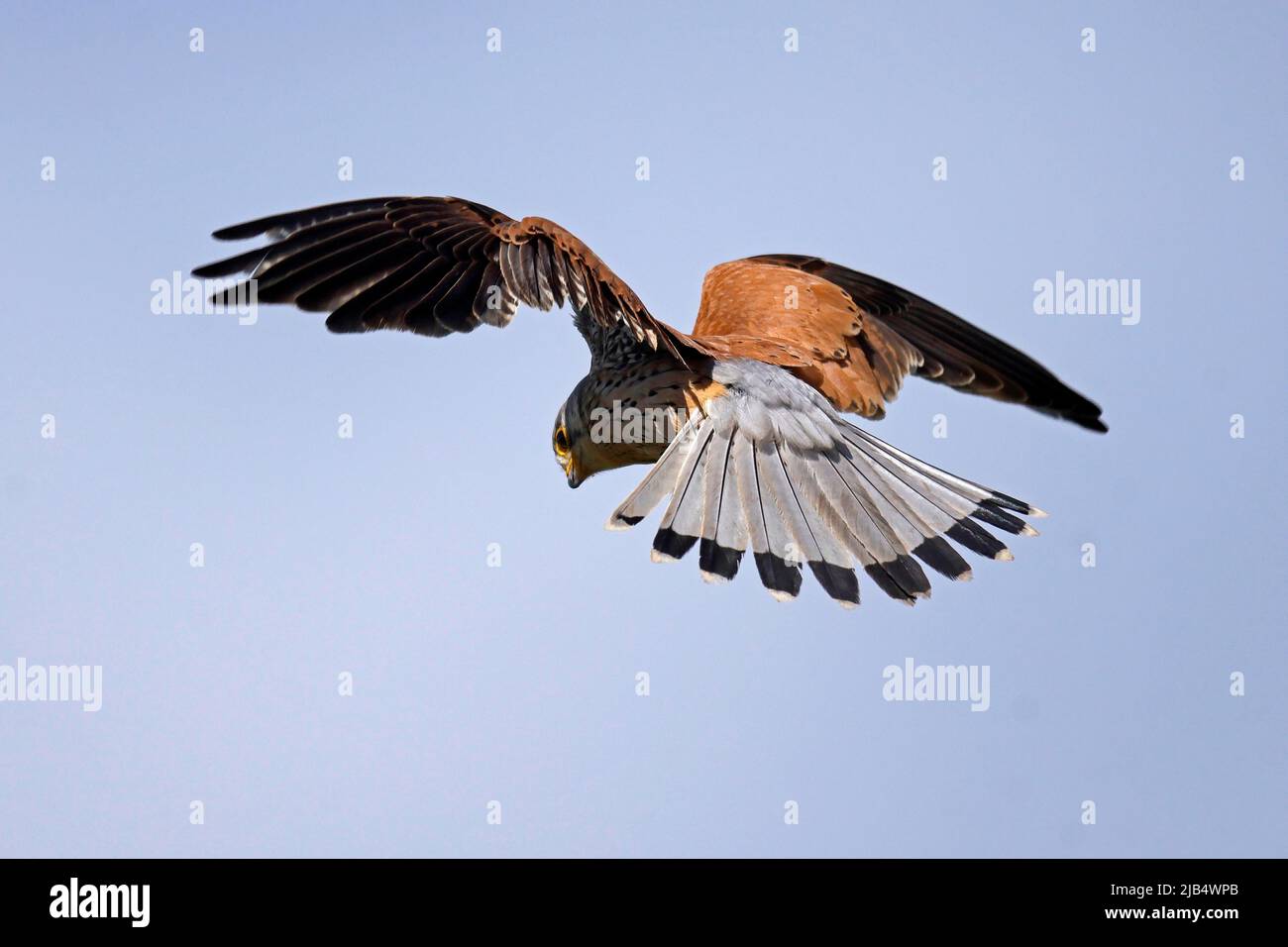 Kestrel (Falco tinnunculus) in flight, wildlife, Rhineland-Palatinate ...