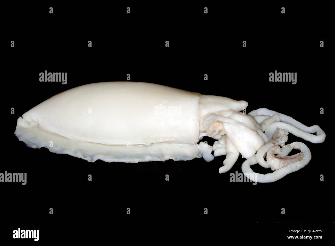 Kitchen-ready prepared octopus, sepia (cuttlefish), food photography in ...