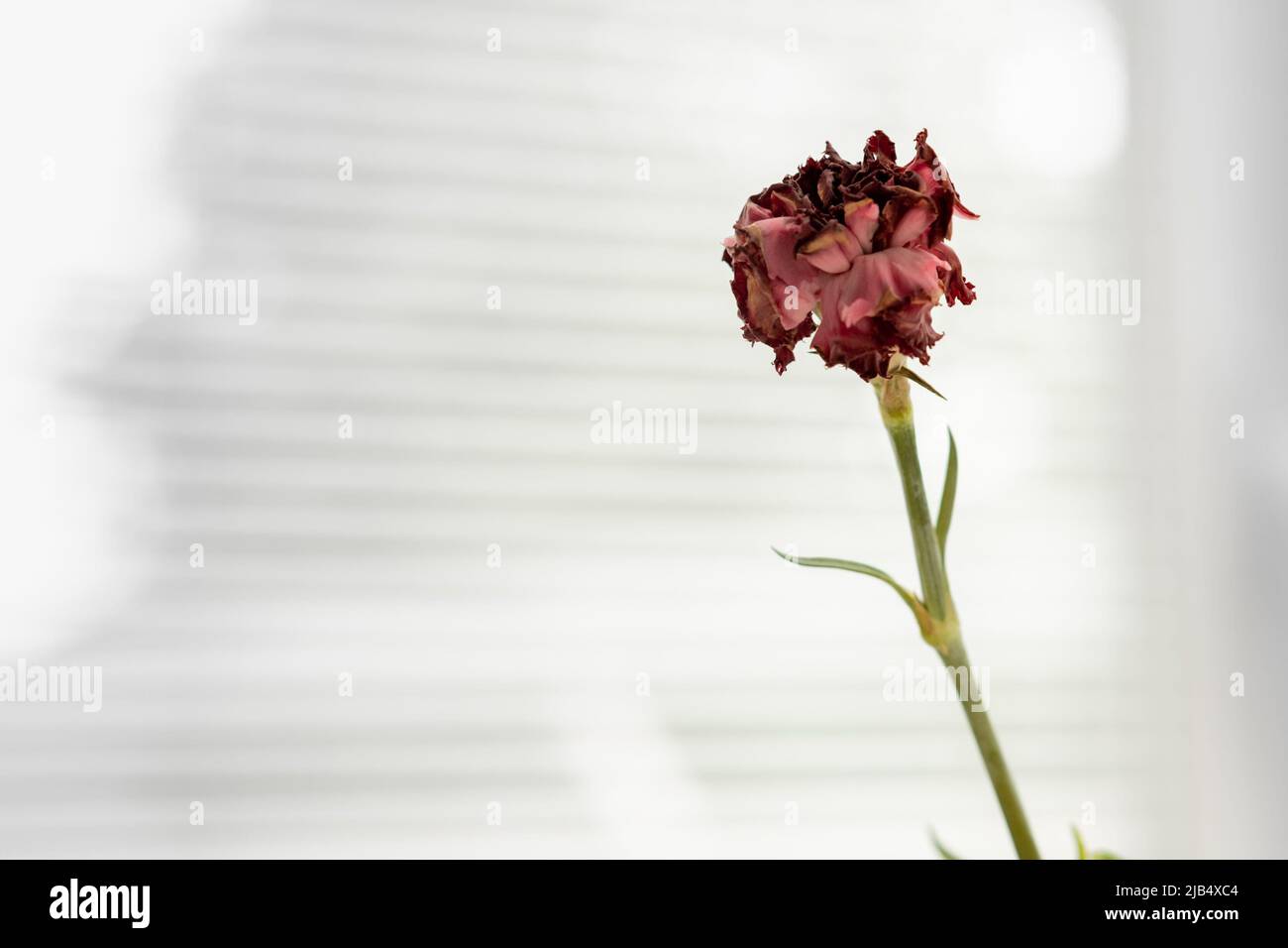 Old and dry carnation petal standing straight in a vase in an apartment ...