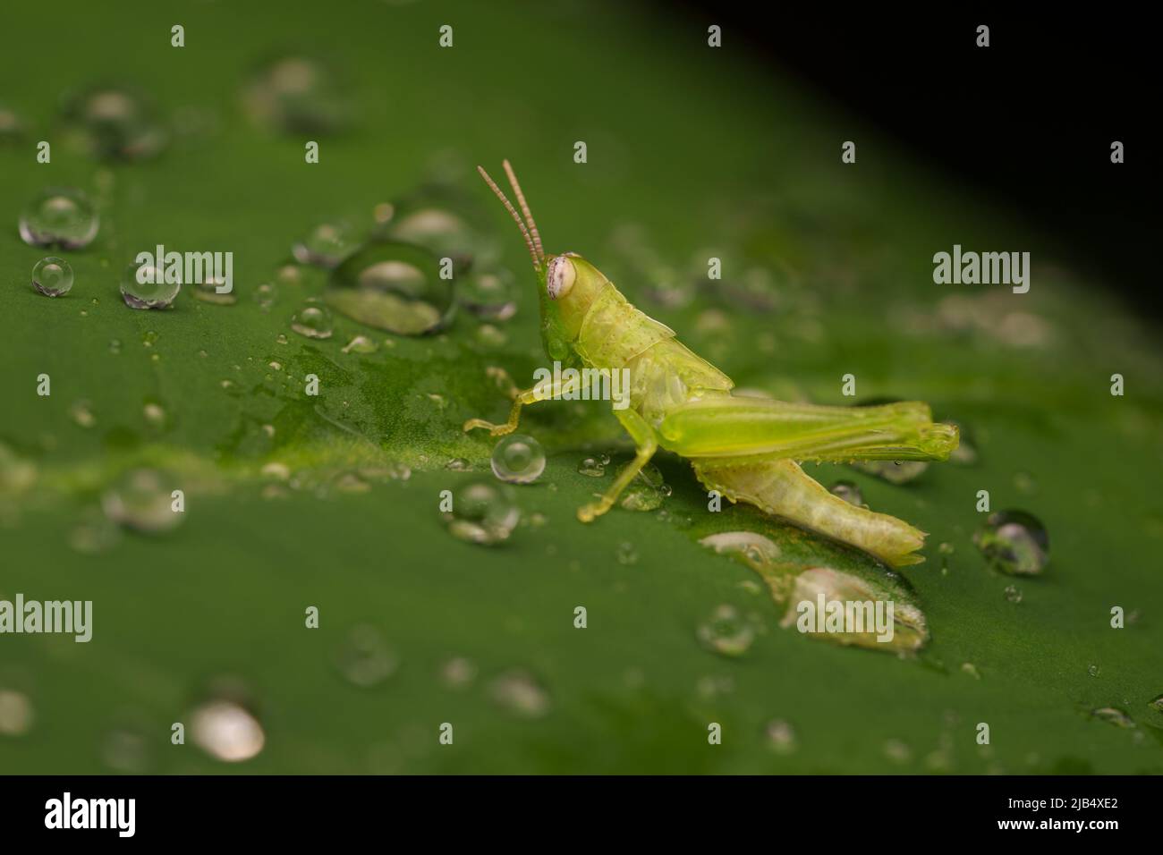 Hexacentrus is the type genus of bush-crickets in the subfamily ...