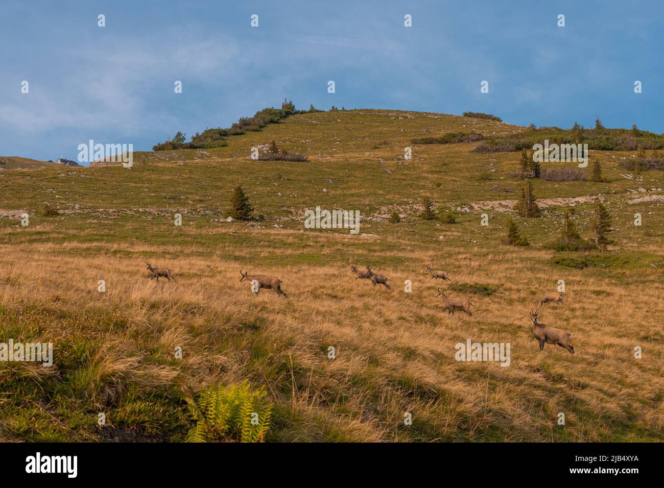 Alpine deer running away on the slopes of Schafberg mountain in upper ...