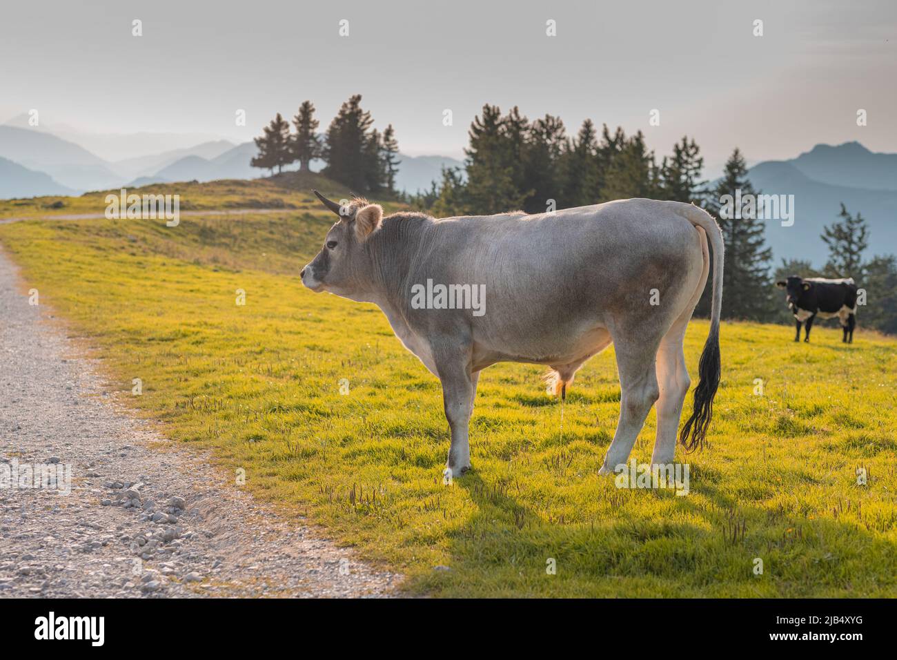 Grey swiss cattle hi-res stock photography and images - Alamy