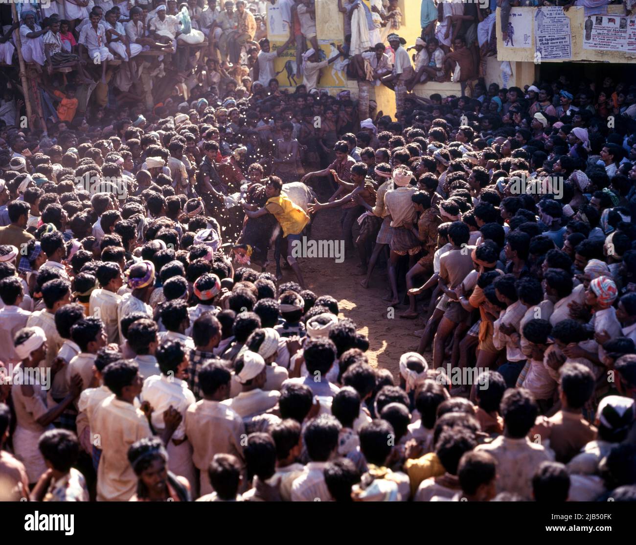 Jallikattu in Alanganallur near Madurai, Tamil Nadu, India, Asia Stock ...