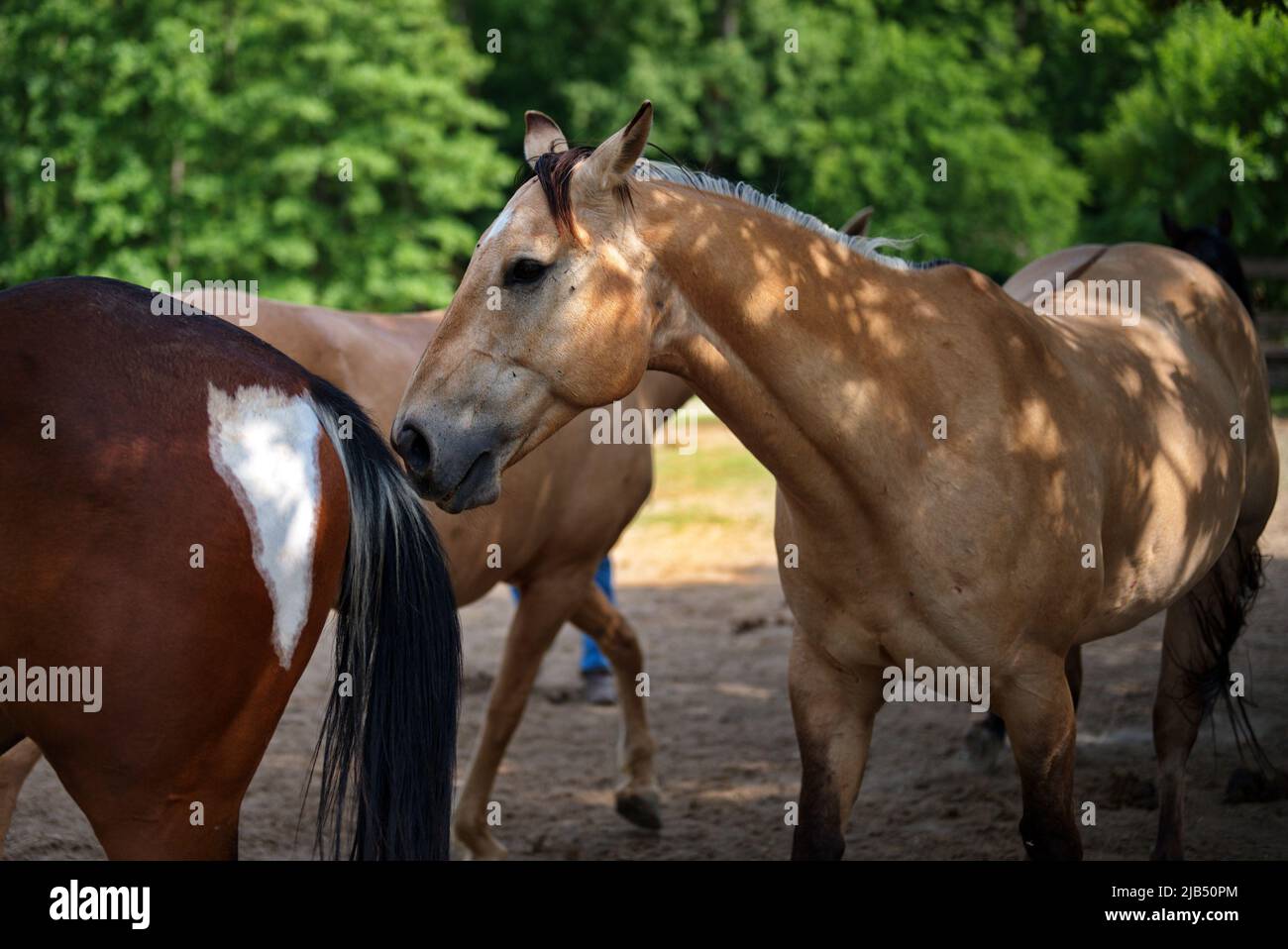 Ranch domestic hi-res stock photography and images - Alamy