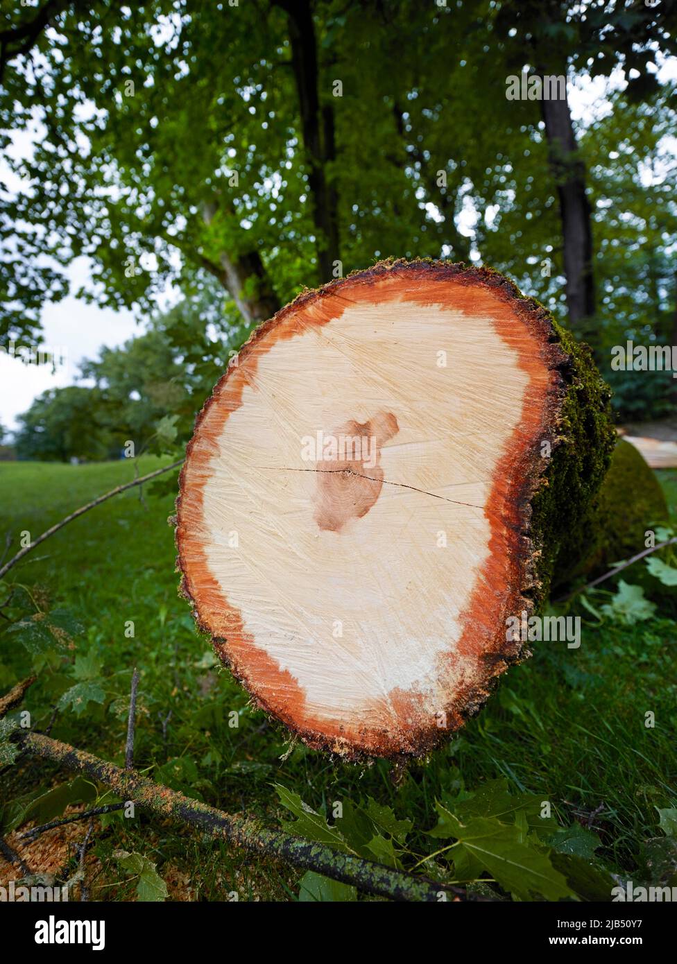 Sawed-off tree, cut surface Stock Photo - Alamy