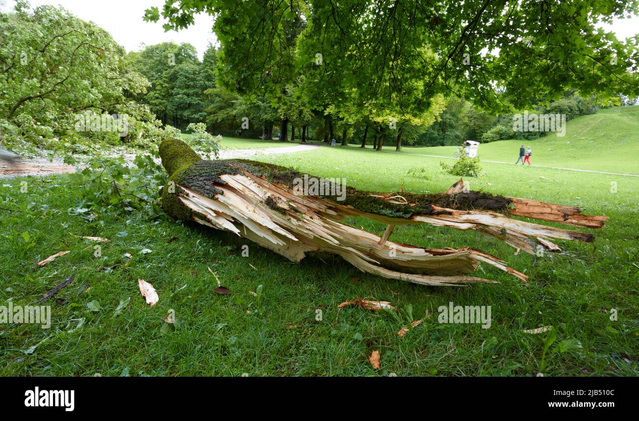 Fallen tree after heavy storm, English Garden, Munich, Bavaria, Germany ...