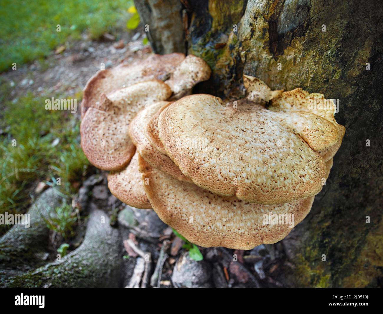 Tree sponge, dryad's saddle (polyporus squamosus) on tree trunk ...