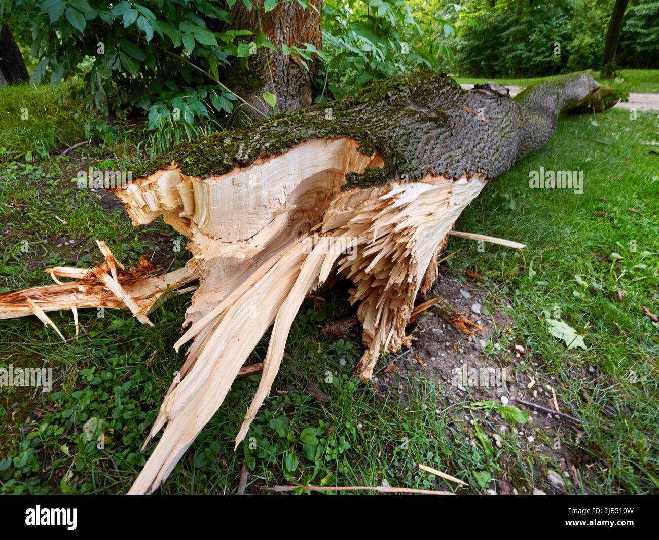 Fallen tree after heavy storm, English Garden, Munich, Bavaria, Germany ...